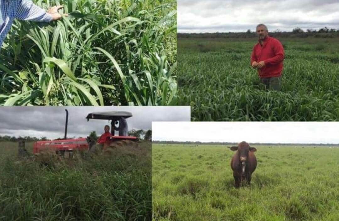 Paraguay - Courtage agricole